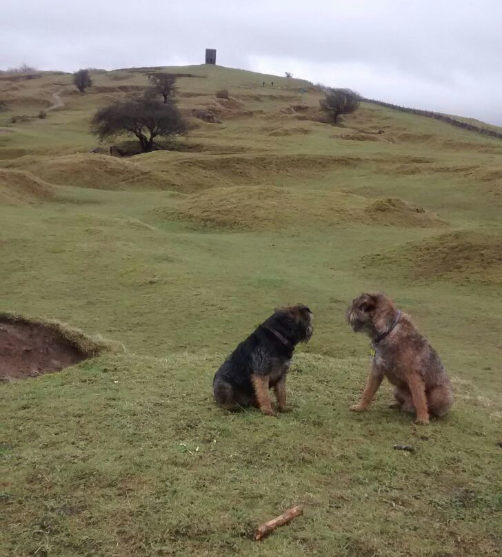 GALLERY | colby-dogs