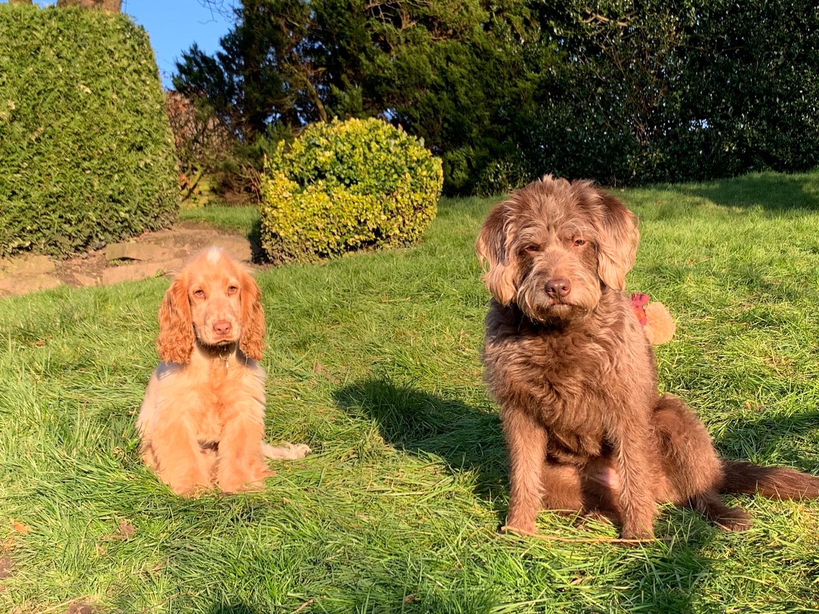 Colby Dogs | Cheshire Dog Walking Service & Stays