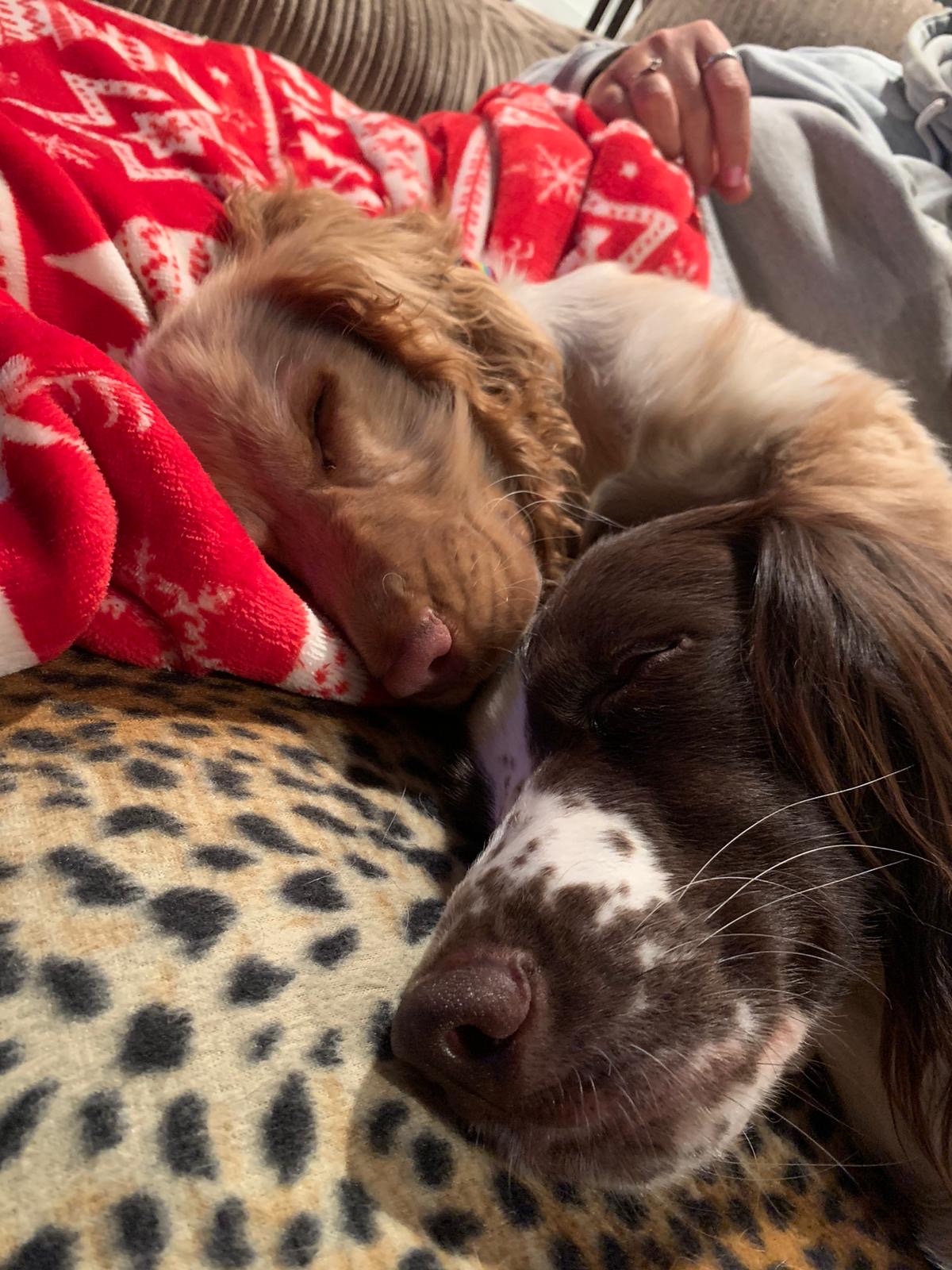 Colby Dogs | Cheshire Dog Walking Service & Stays