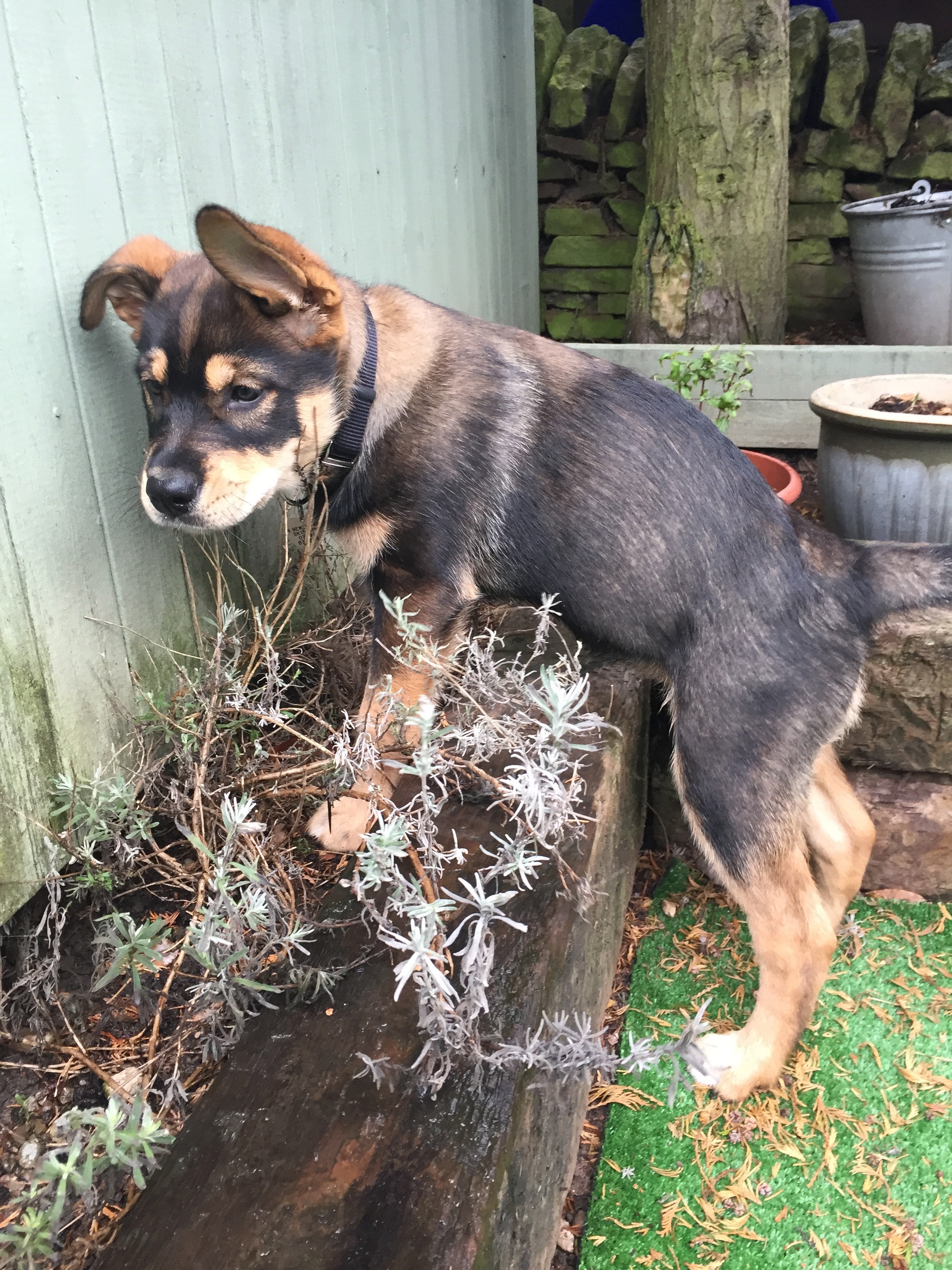 GALLERY | colby-dogs