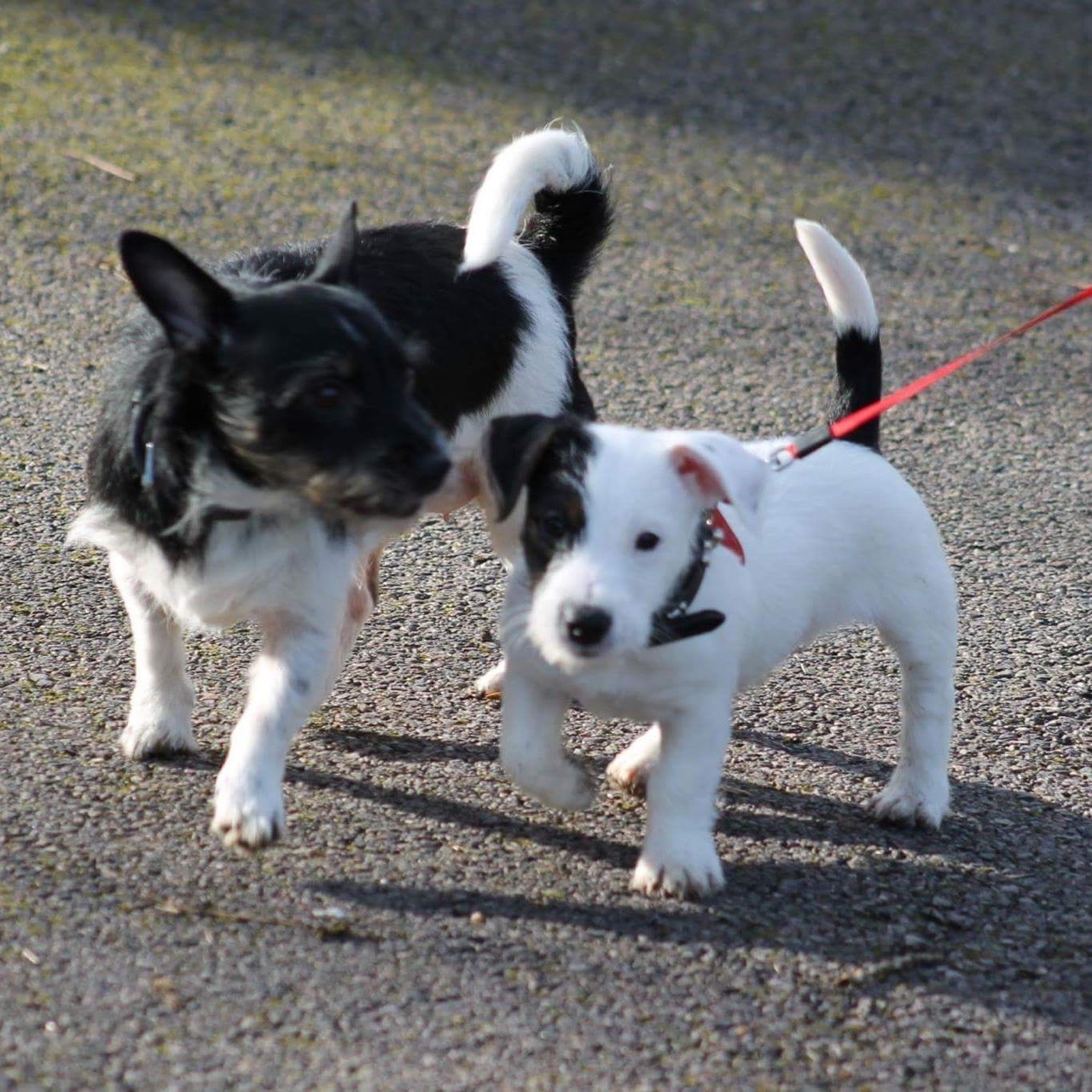 GALLERY | colby-dogs