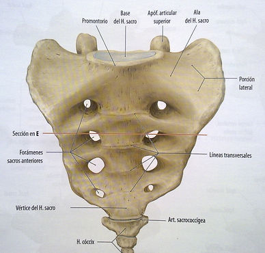 Huesos Sacro y Coxis | anatomia-humana