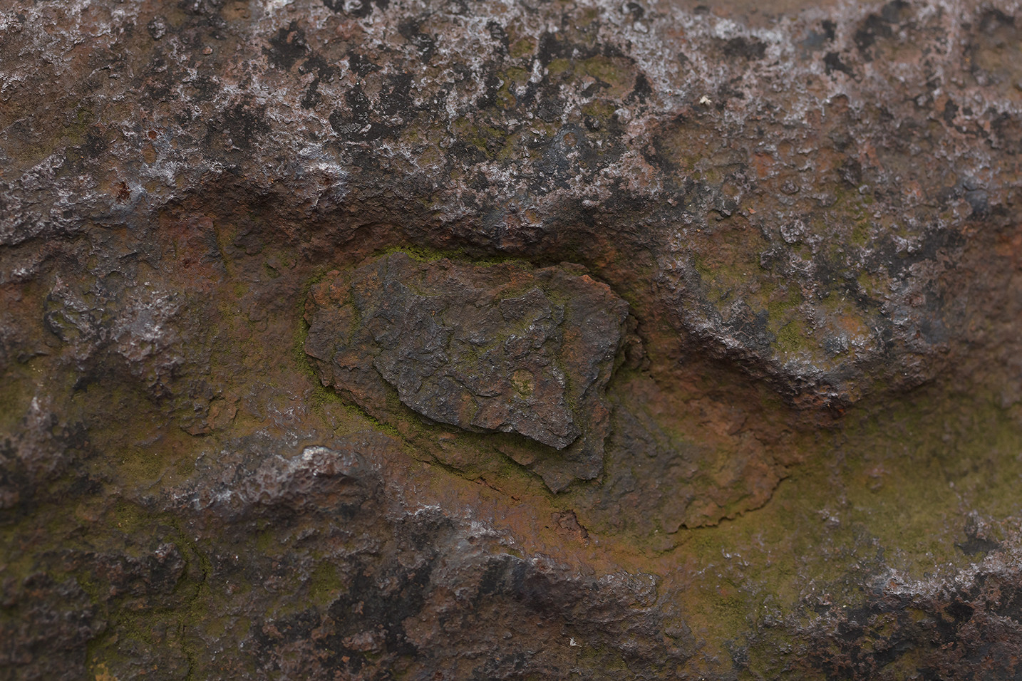 smell Rainforest | Josely Carvalho