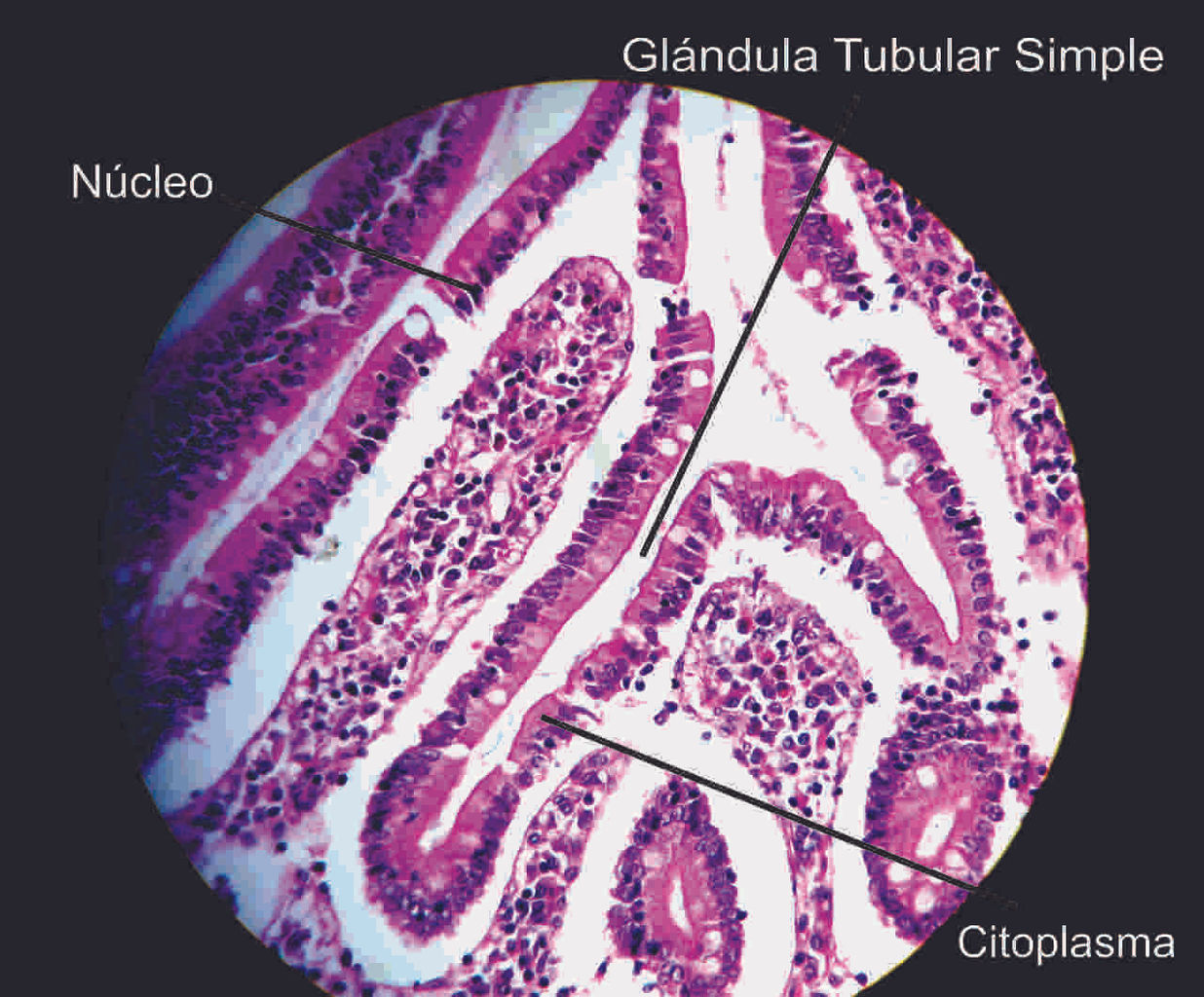 Wix.com histo2011 created by vale_ac2191 based on Reg top menu 3 | Wix.com