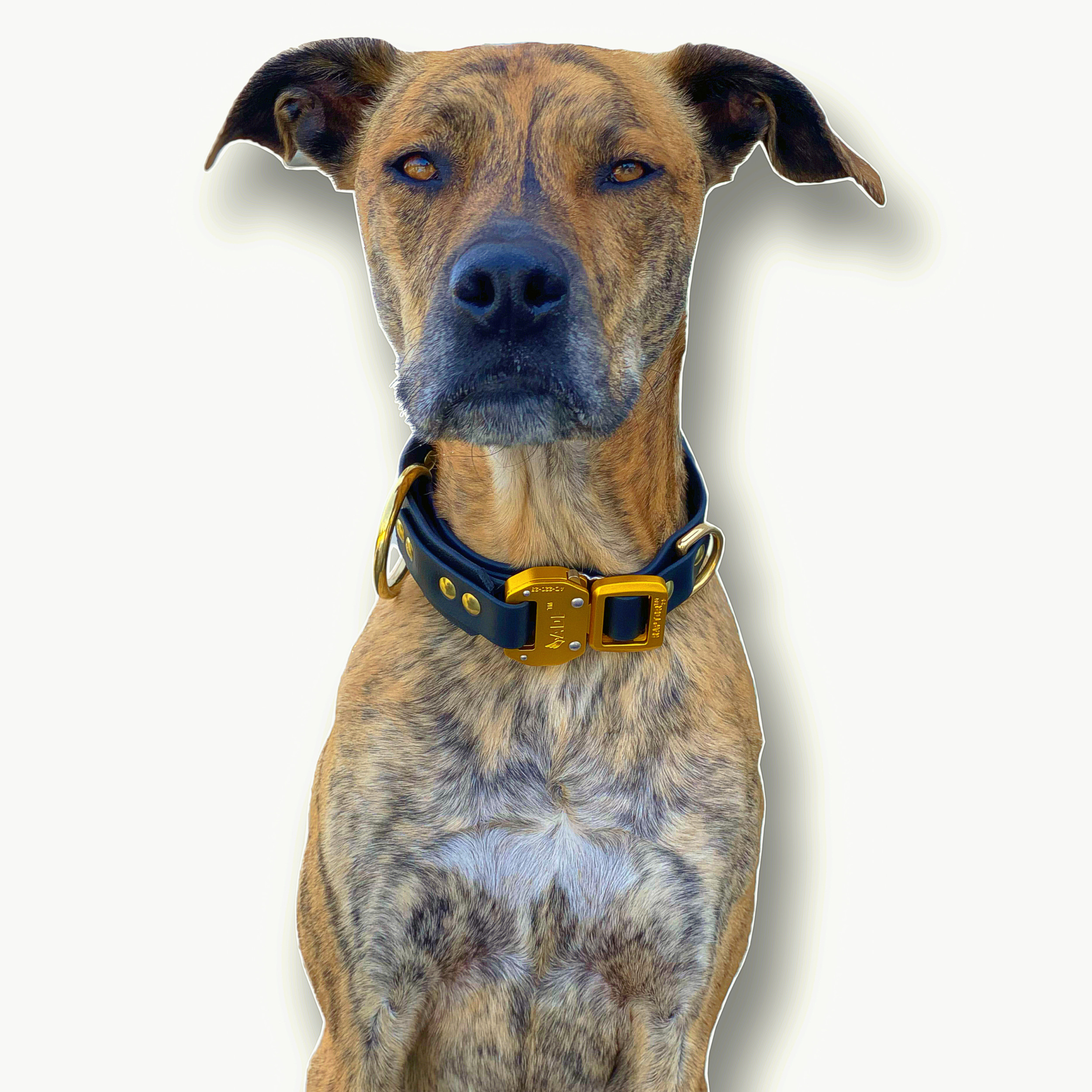 GUARDIAN Wide WaterProof BioThane Tactical Dog Collar | WaterProofDog
