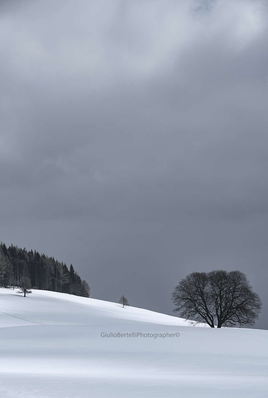 Nature | giuliobertelliphoto