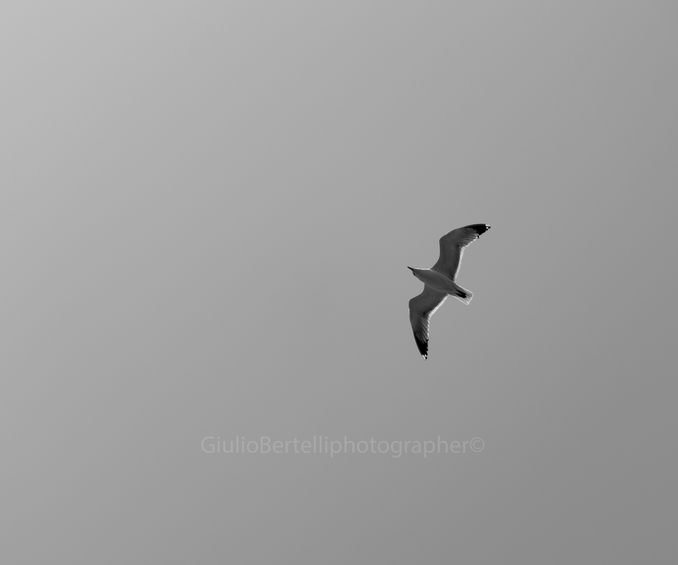 Nature | giuliobertelliphoto