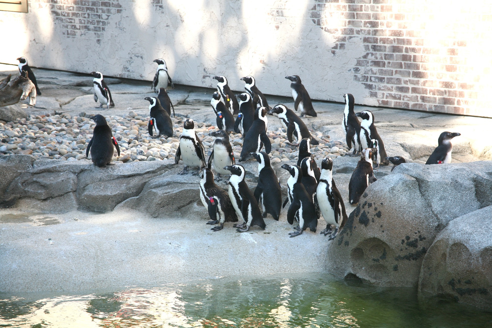 Penguin Coast Exhibit