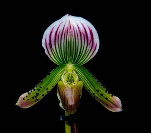 Paph callosum | GandS Orchid