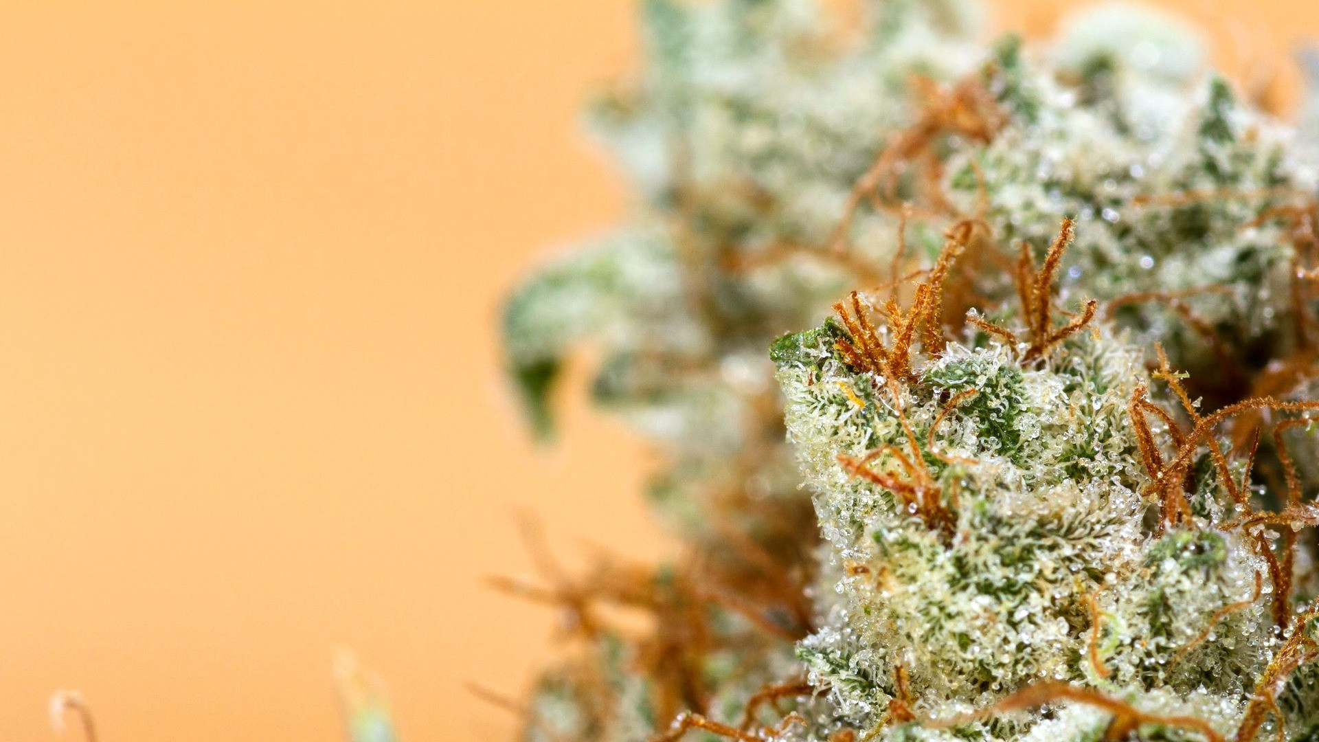 Marijuana Use Has A Positive Impact On Consumers’ Careers, Poll Says ...