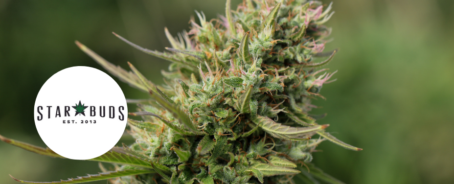 Starbuds Baltimore | Toker's Guide