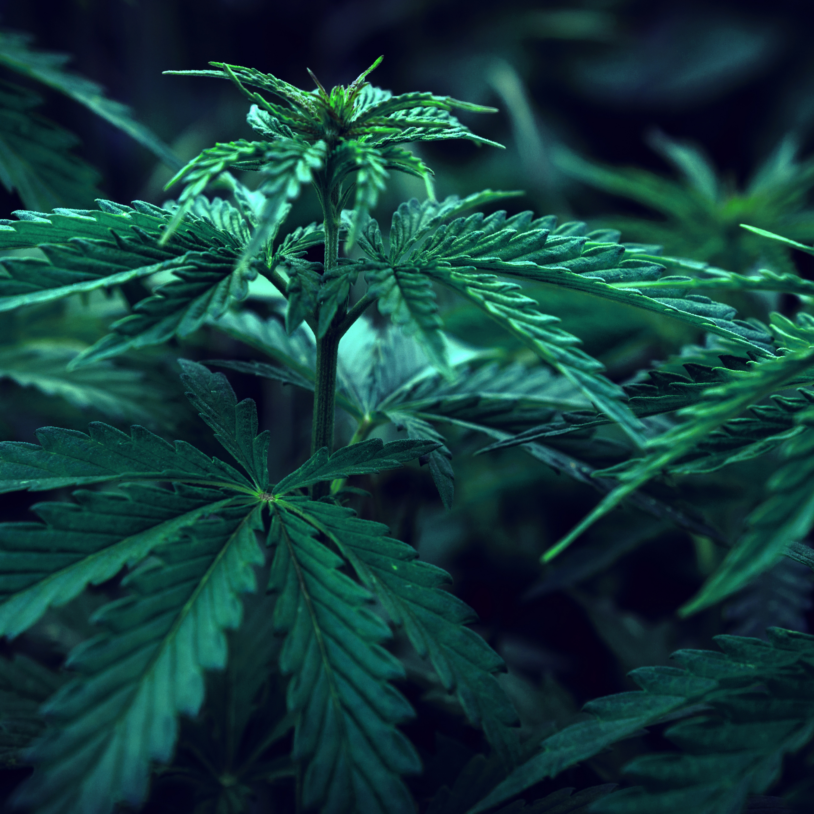 Texas medical cannabis finally poised to boom, but one major obstacle ...