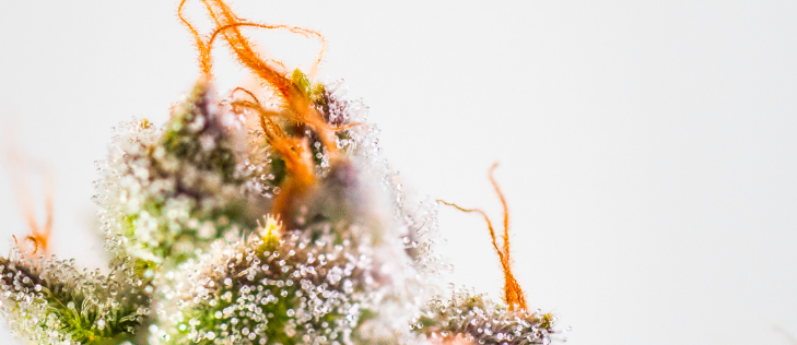 Kentucky Dispensary Openings on Fast-Track With 1st Processor Approved ...