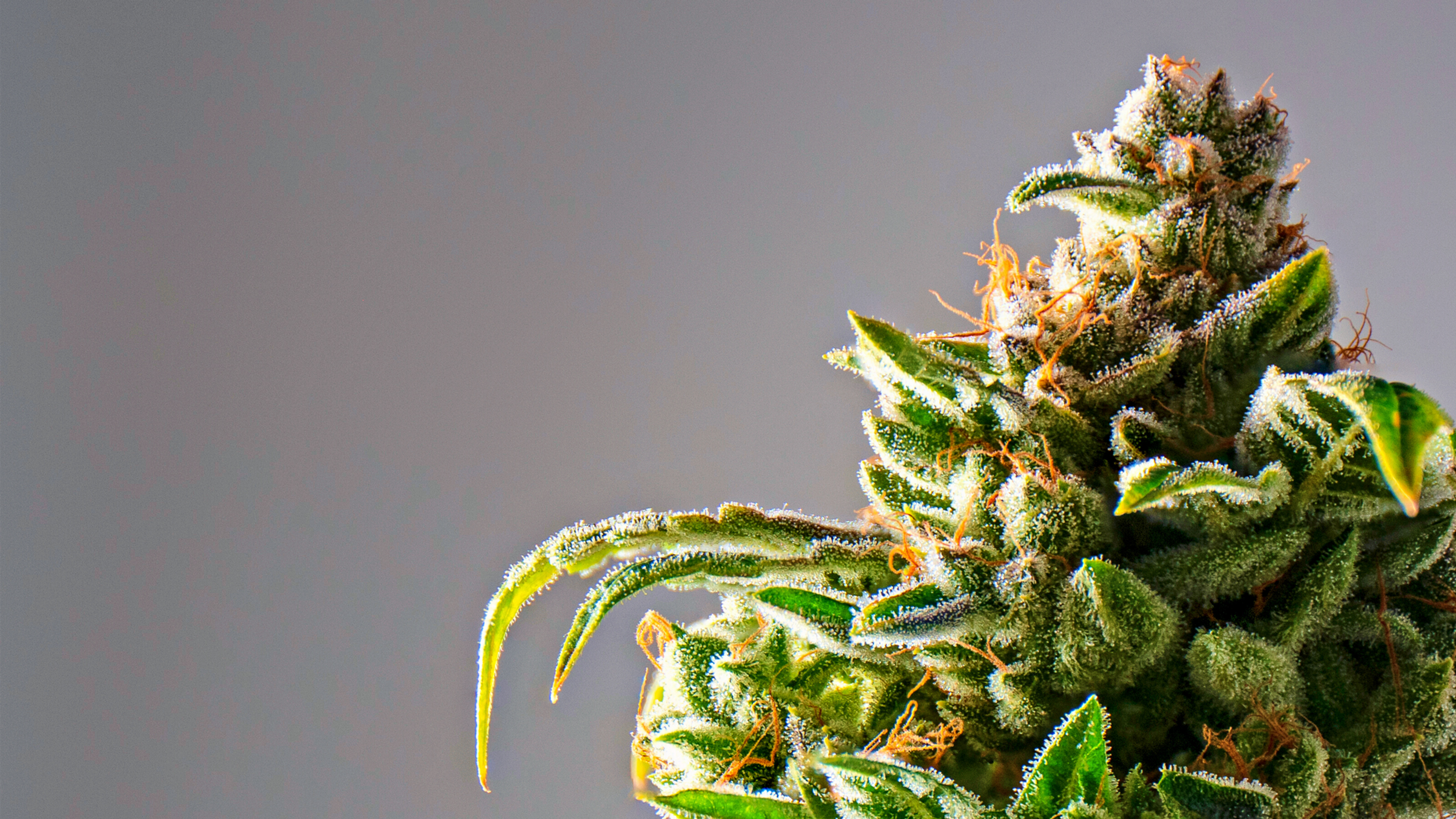 Speakeasy Dispensary Welcomes Patients for Successful Opening Day in ...