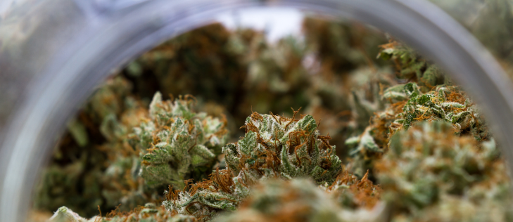 Top Marijuana Reform Group Hires New Leader To Navigate ‘Unique’ State ...