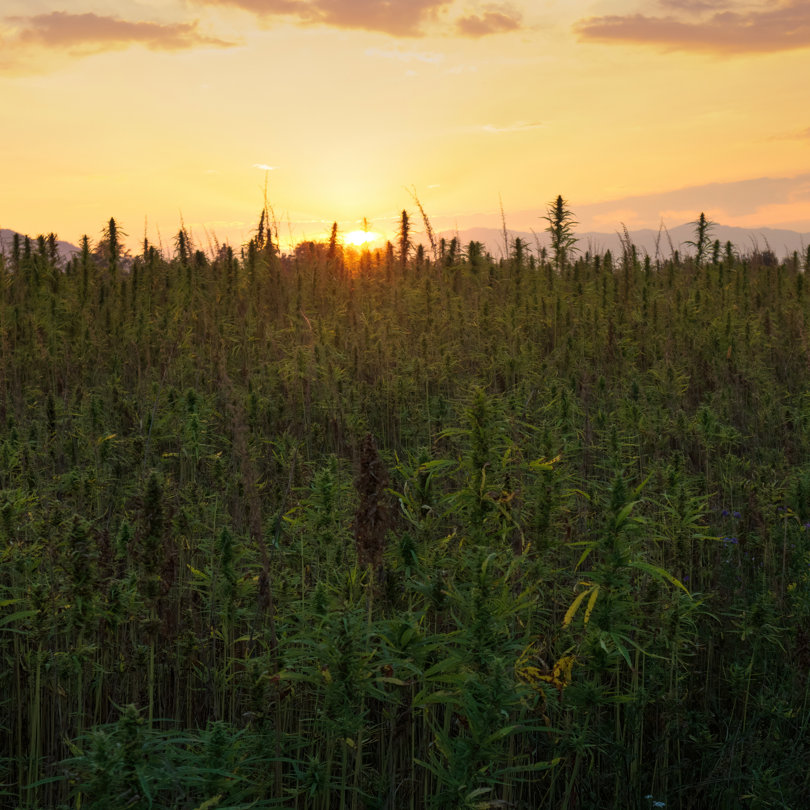 Vireo Growth to Acquire Eaze for $47M, Entering California, Florida ...