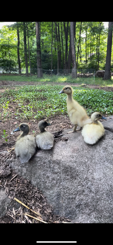 Six Fertilized Fawn/Blue Runner Duck Eggs | Stonetown Acres