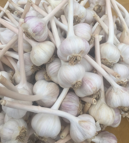 5 LB German White Culinary Garlic Bulbs | Demarsico Garlic Far