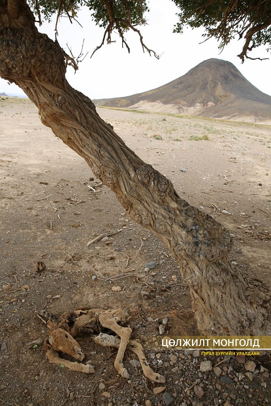 mongolian desertification