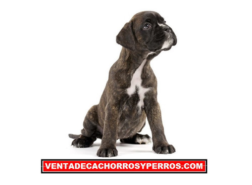 Boxer atigrado | VentaCachorrosPerros