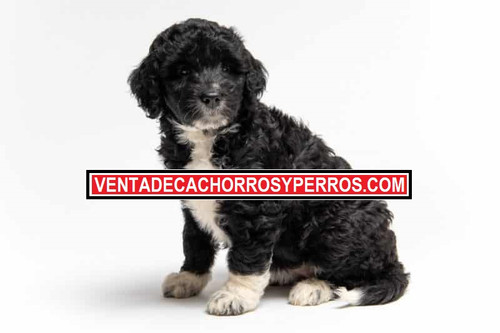 Venta de cachorros perrosFrench Poodle Manchado miniaturade razanta de ...