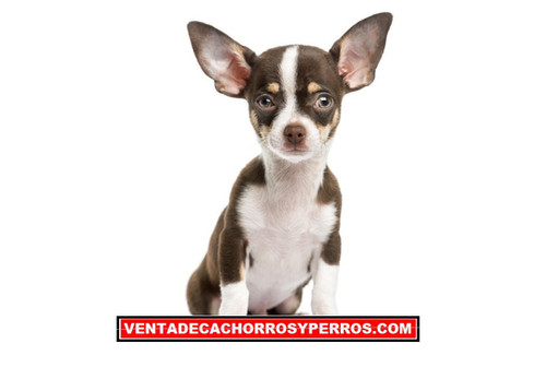Venta de cachorros perrosChihuahua cabeza de venadode razanta de ...