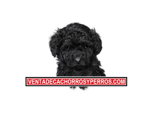 French Poodle Negro miniatura | VentaCachorrosPerros