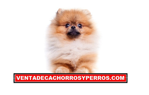 Venta de cachorros perrosPomerania en Merida Hembra y Macho Criaderode ...