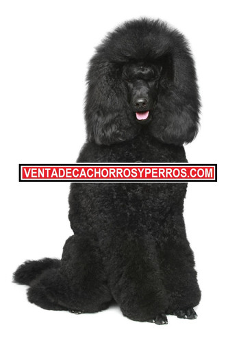 Venta de cachorros perrosFrench Poodle Gigante negrode razanta de ...