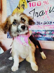 Home | Paws Without Borders