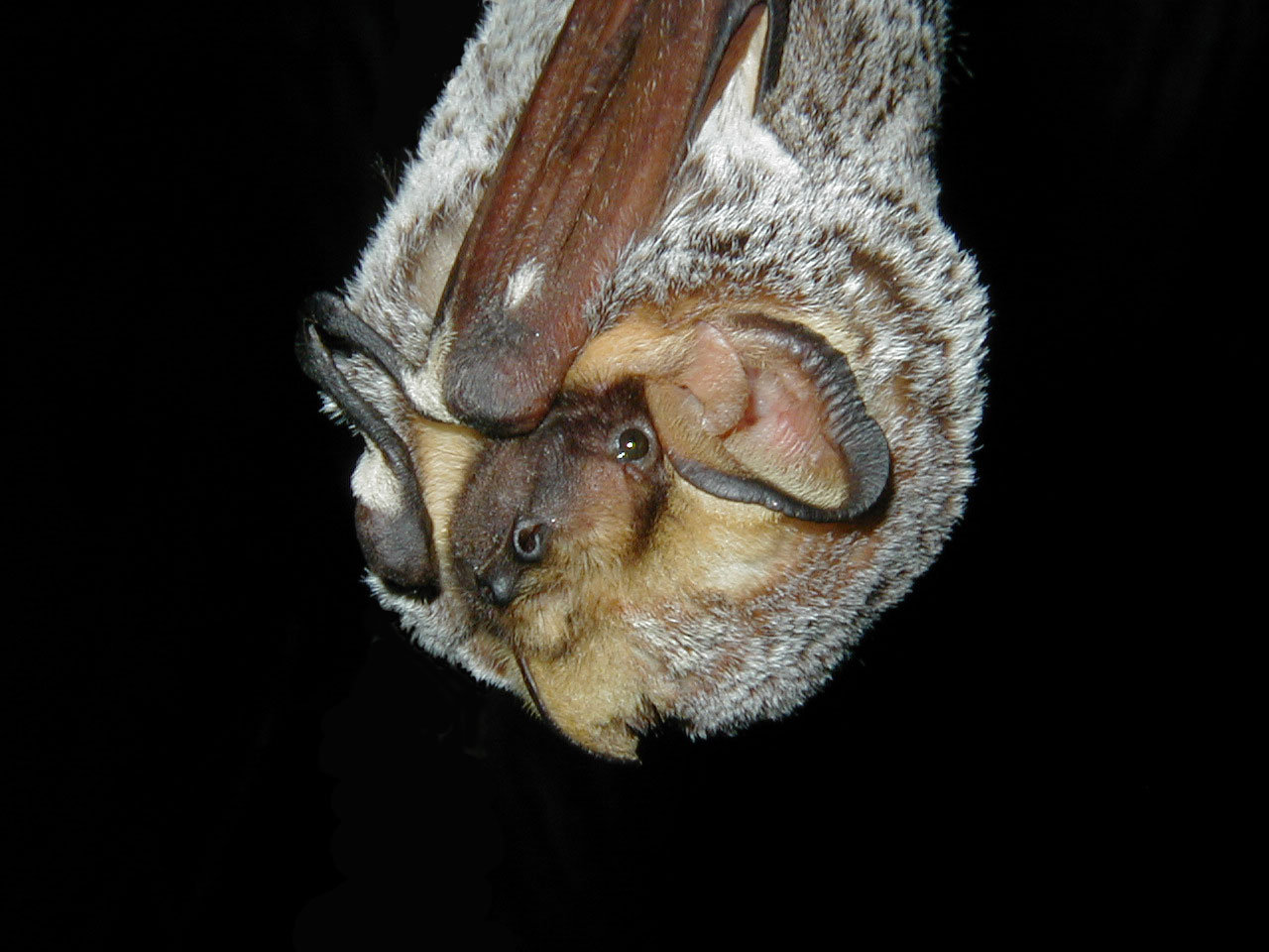 Hoary Bat