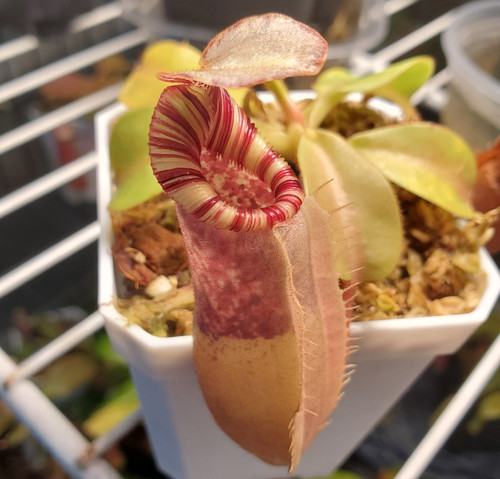 N. Veitchii x Lowii BE-4006 | Clearwatercarnivores