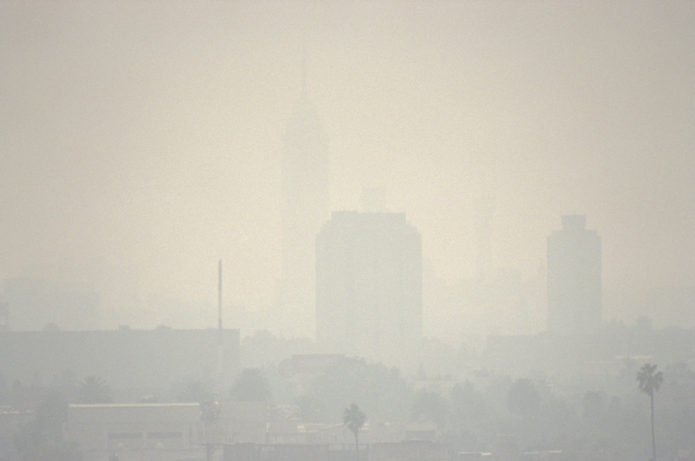 Exhibition | Ozone Flowers | Galería Mascota