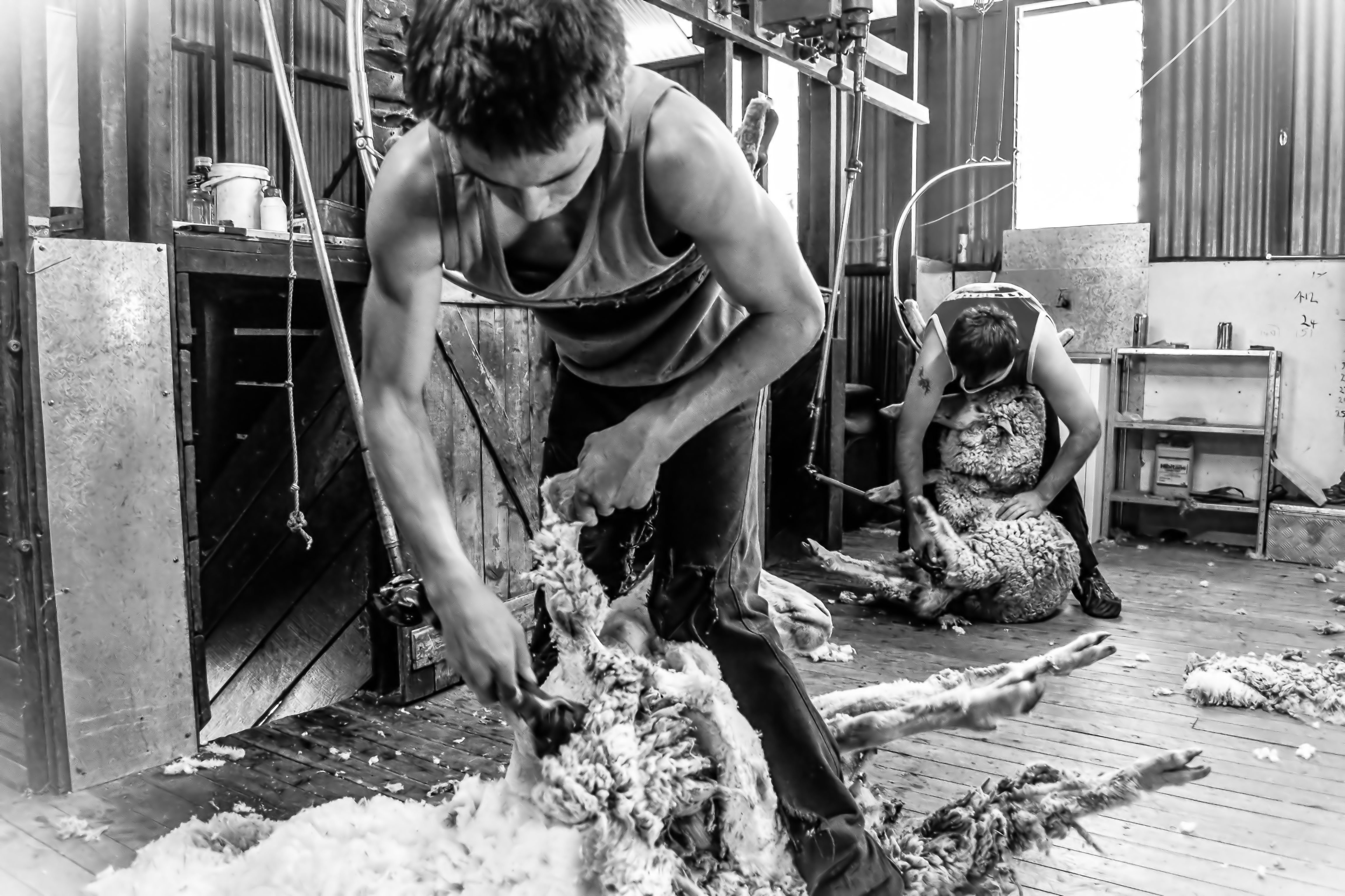 Beecher Wool Services | Proactive and Effective Wool Marketing