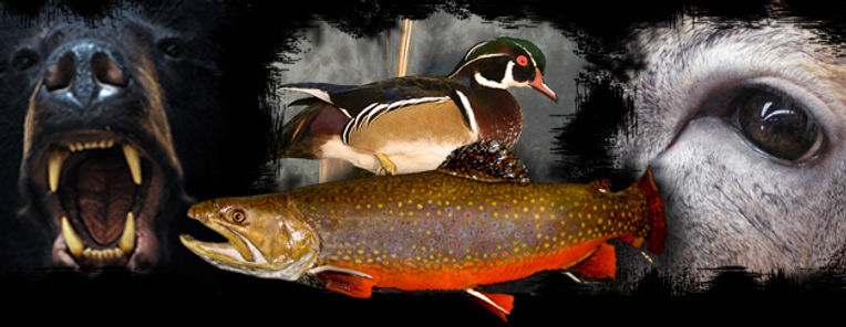 Maine Association of Taxidermists