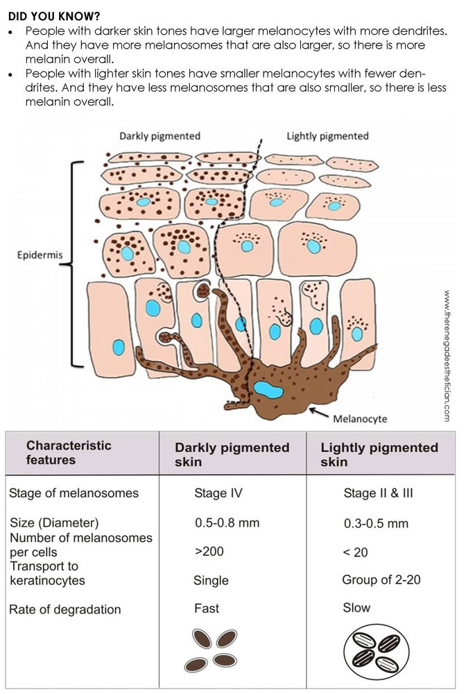 The Story of the Melanocyte