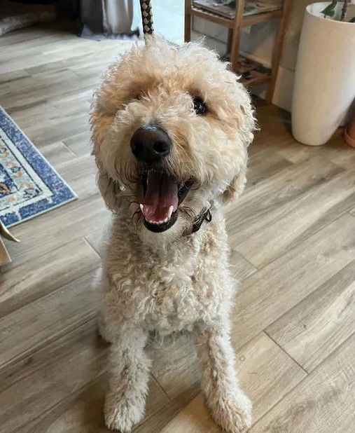 Home | California Doodle Rescue | We Rescue, Foster, and Find Forever ...