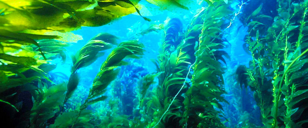 La revolución de las algas