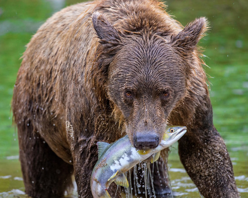 Alaska Brown Bear | Yummy Chummy | Vivid Metal Print | robertarrington
