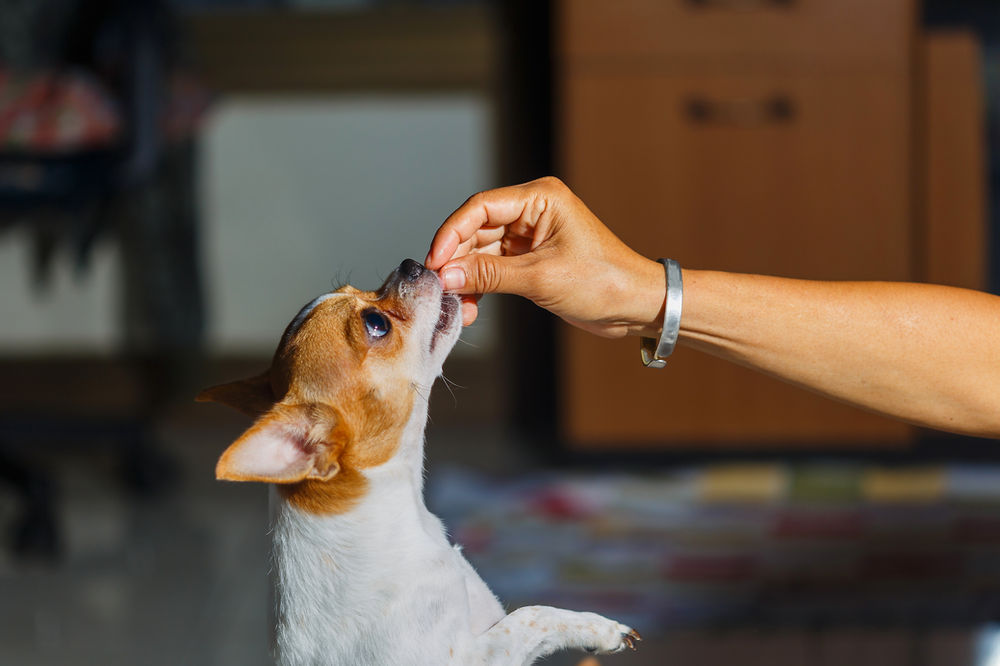The Art Of Praise: How To Praise Your Dog