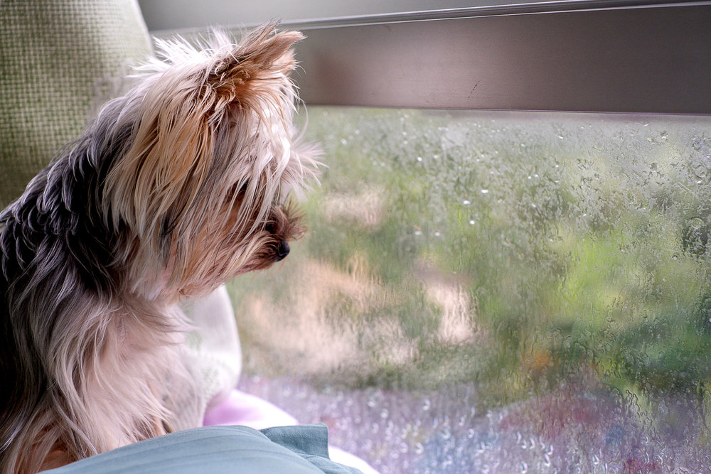 Dogs and Storms: How To Keep My Dog Calm During A Thunderstorm?