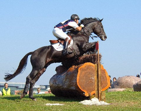 Trakehner: Get to Know Your Equine Breeds
