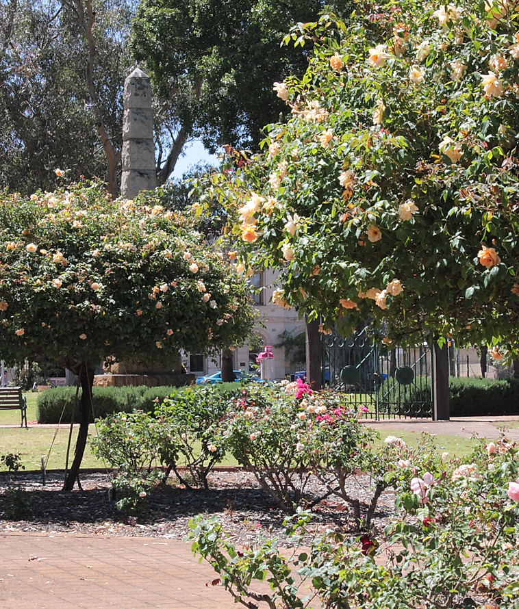 Where Can I See Heritage Roses in Perth?