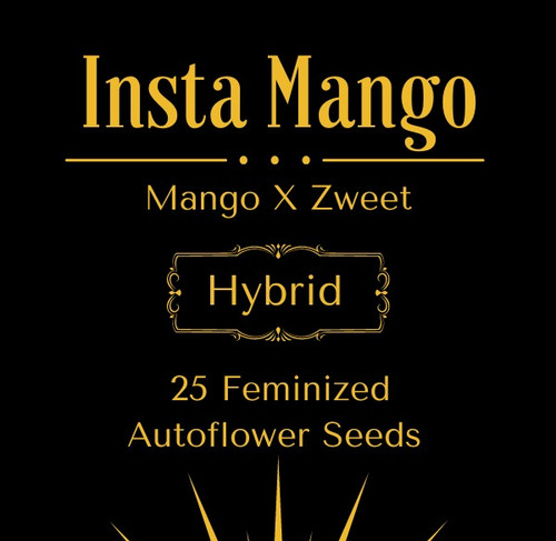 Insta Mango | West Coast Genetix
