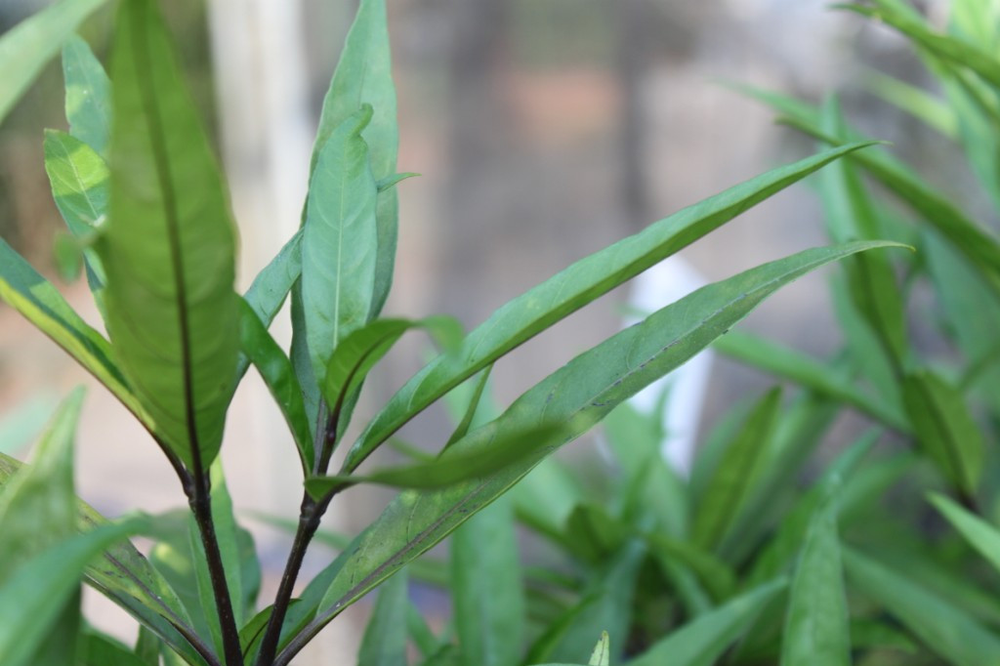 Quebra-demanda, a erva poderosa.