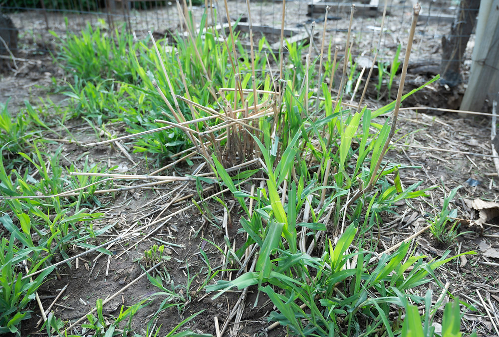 Dealing with Johnsongrass