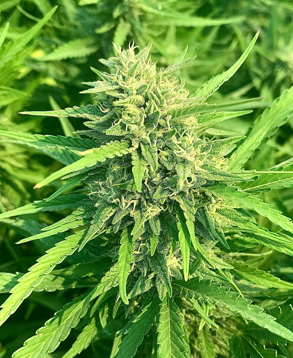 Quackgrass | Texas SG, LLC.