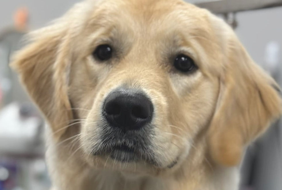 Home | The Mutt Hut Dog Grooming