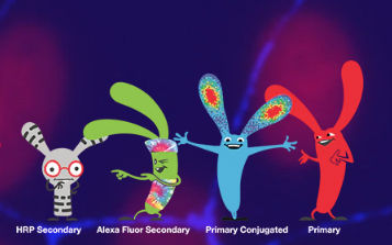 Thermo / eBioscience antibodies