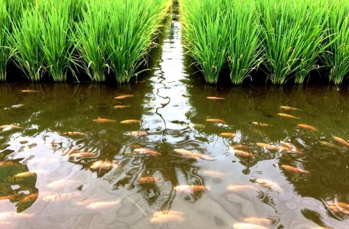 Inilah Kelebihan Dan Kelemahan Sistem Budidaya Minapadi Yang Tidak ...